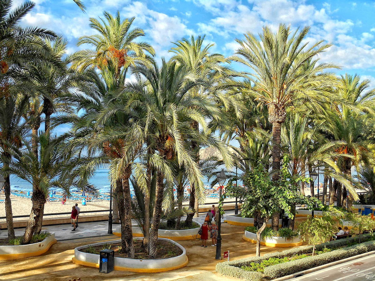 Benidorm welcomes more trees « Euro Weekly News