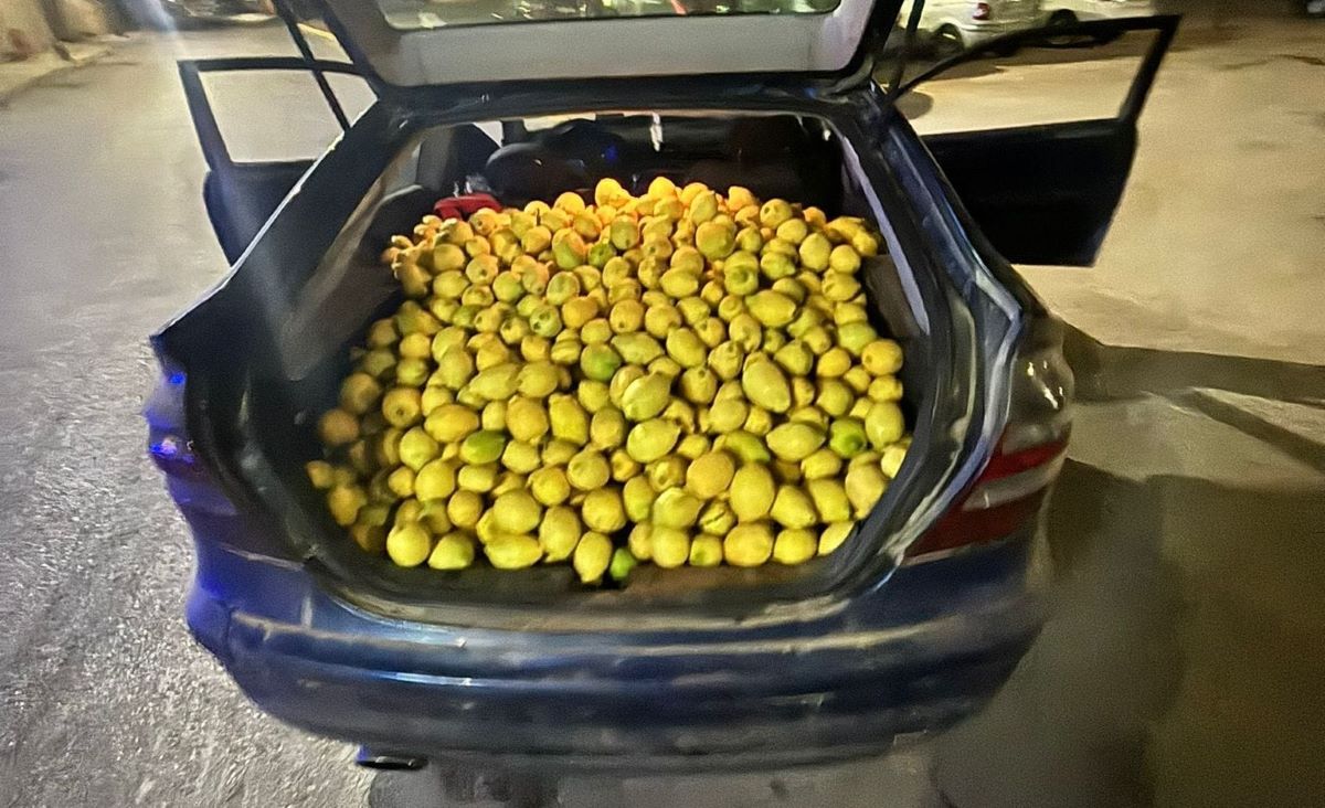 Lemon thieves left with sour taste in mouth « Euro Weekly News