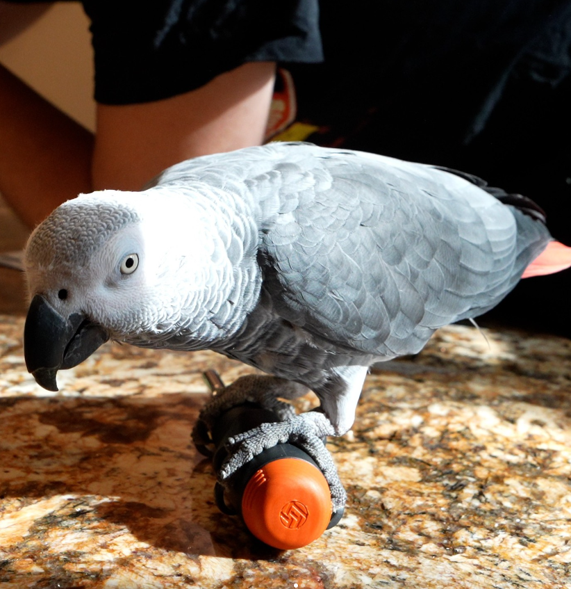 Apollo the parrot: star, record breaker « Euro Weekly News