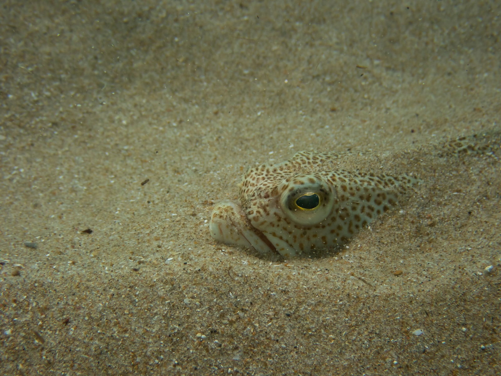 Weever fish wounds - what to do « Euro Weekly News