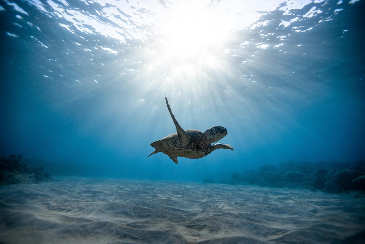 Turtle hatchlings saved from harm « Euro Weekly News