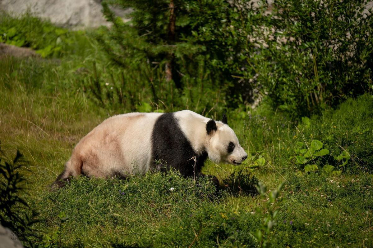 Finnish zoo sends giant pandas back to China « Euro Weekly News