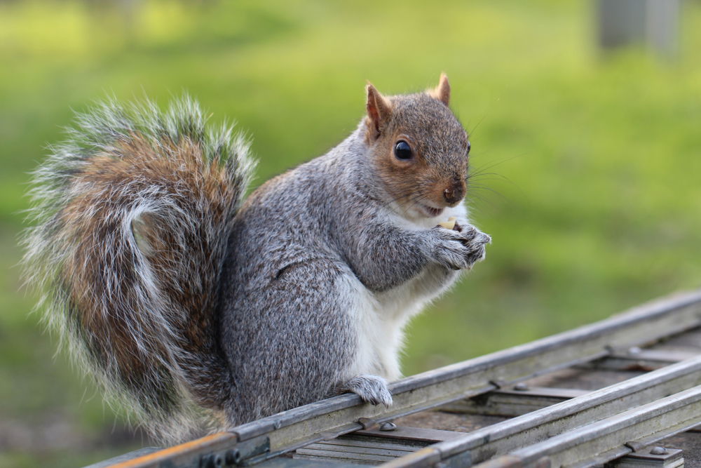 Squirrels cause chaos on a GWR train « Euro Weekly News
