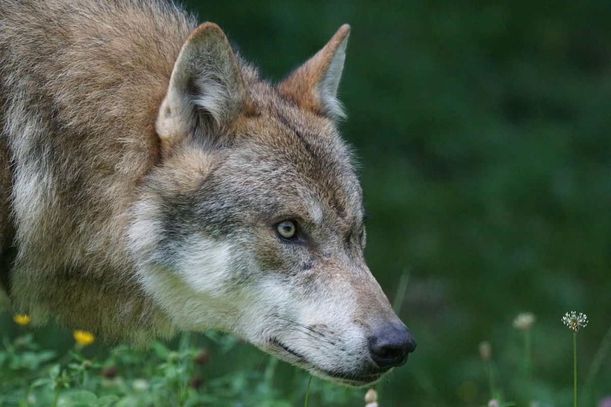 Wily wolves cause controversy « Euro Weekly News