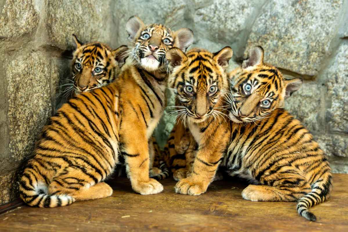 Sumatran tigers born at Polish zoo « Euro Weekly News