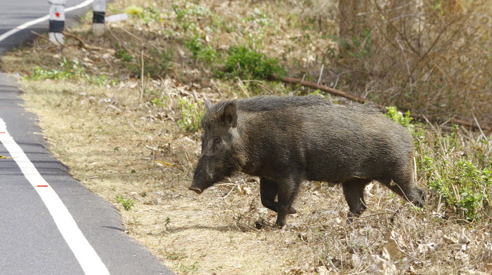 Errant boar causes 3 crashed cars « Euro Weekly News