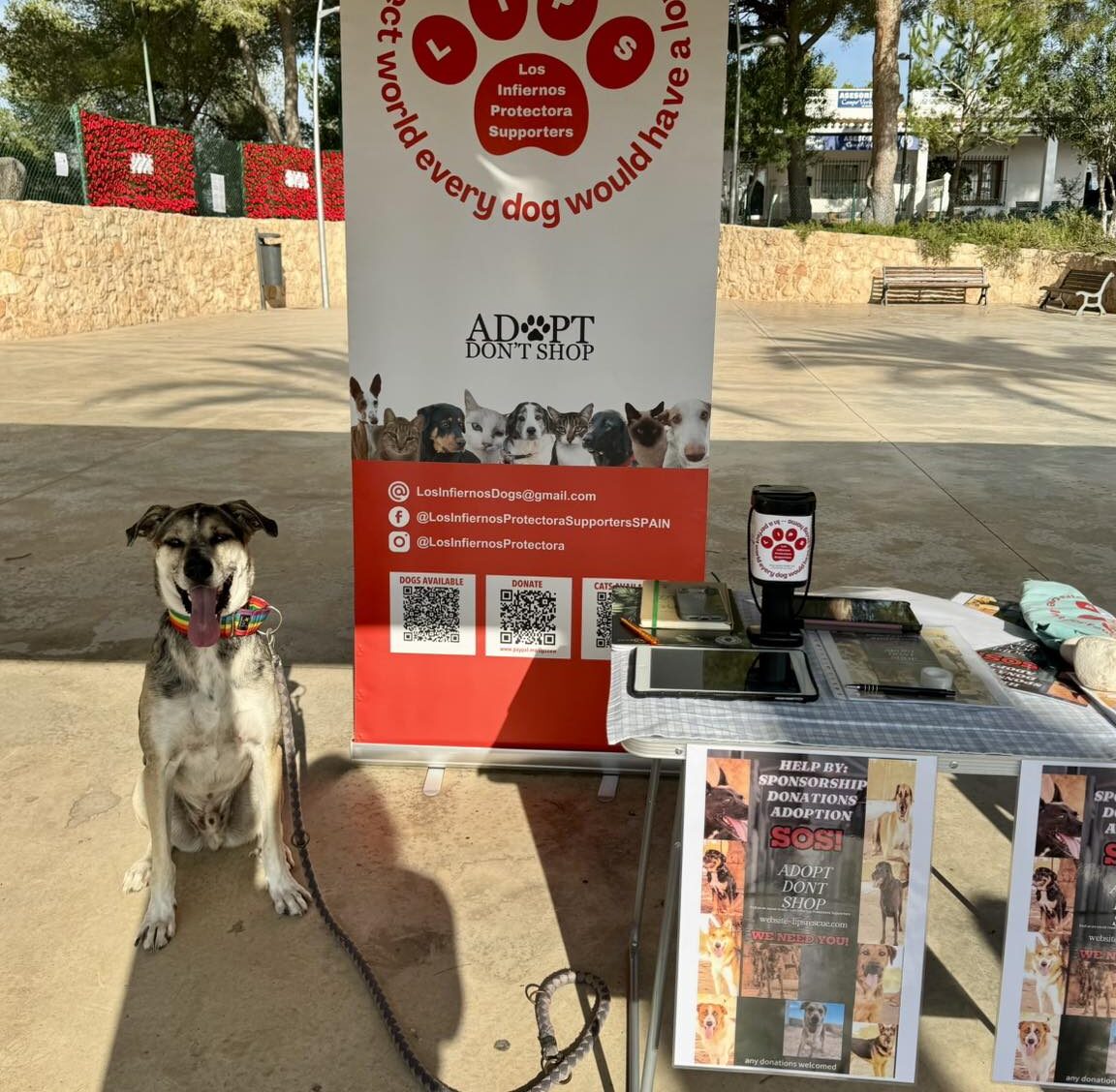 Community rallies to save stray animal shelter « Euro Weekly News