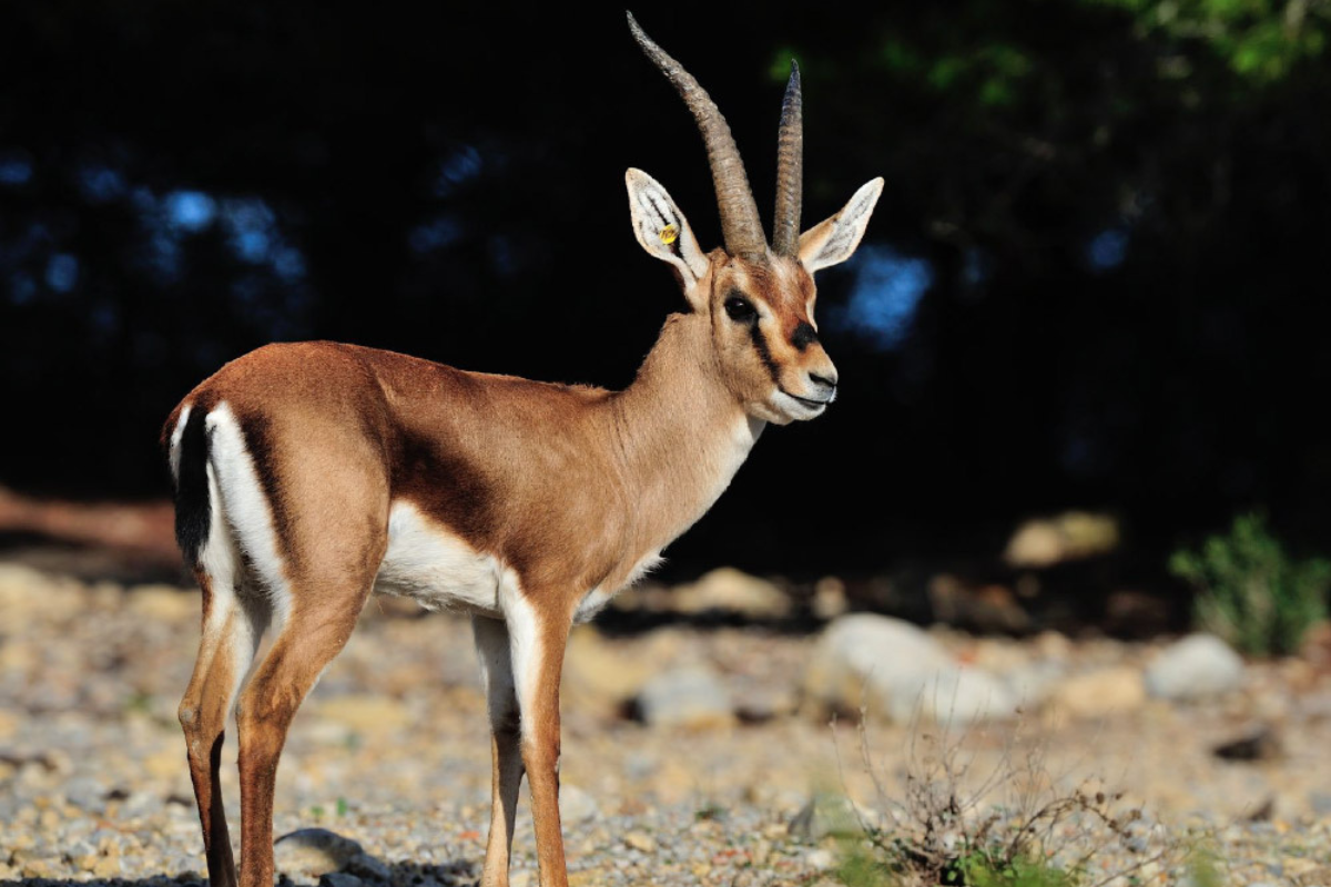 Hope for the endangered Cuvier’s Gazelle « Euro Weekly News