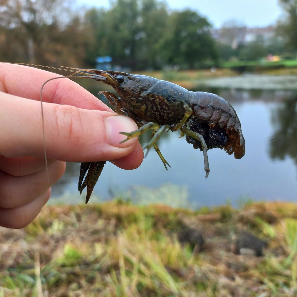 Invasive self-cloning crayfish « Euro Weekly News