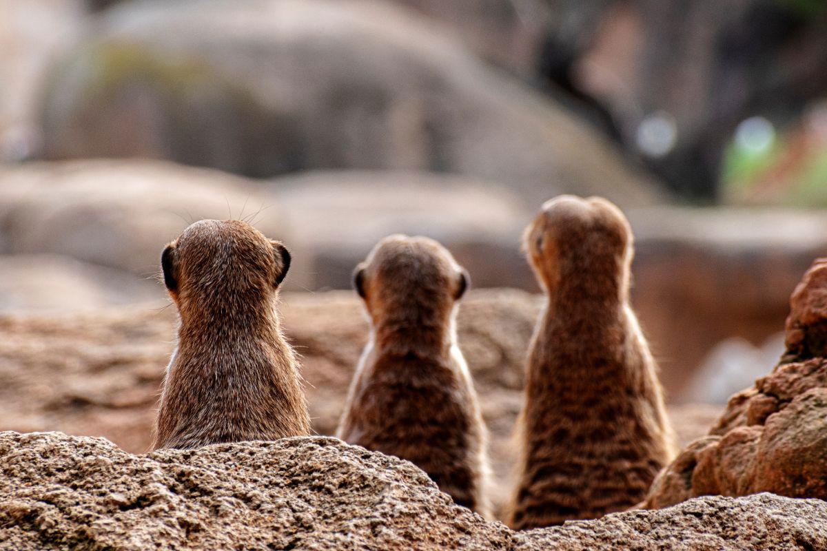 Meerkats get Christmas present too « Euro Weekly News