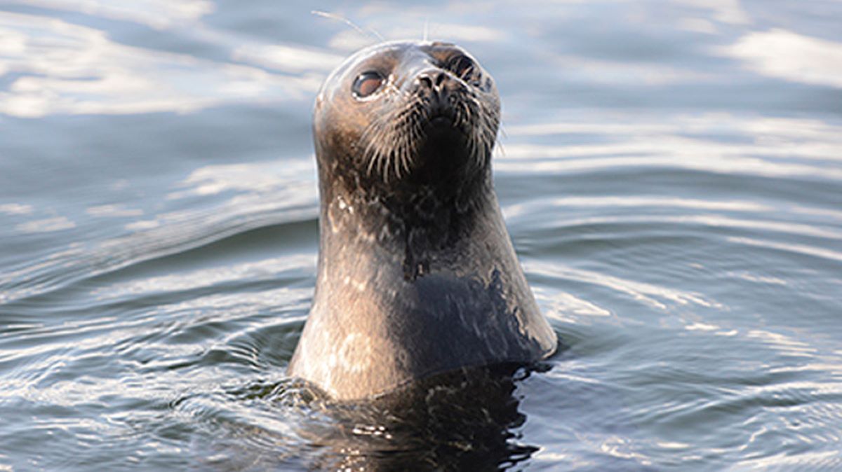 Rare sub-species of seal in Finland helped « Euro Weekly News