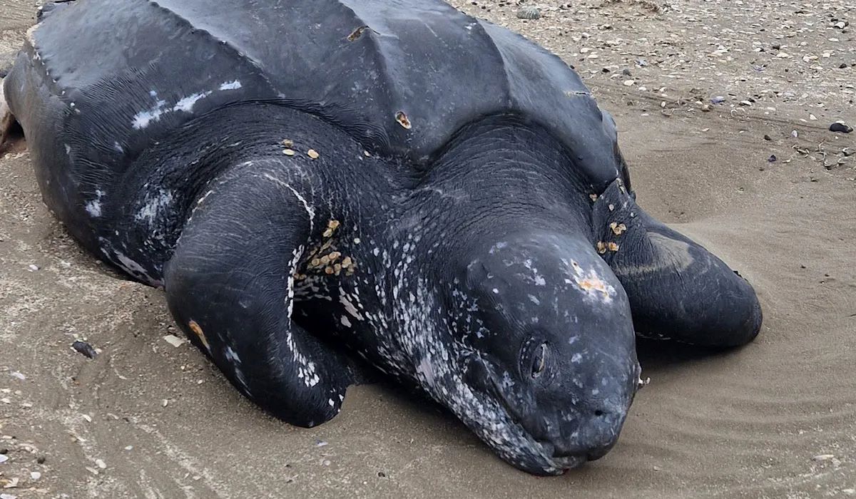 Turtle washed up on Dublin beach « Euro Weekly News