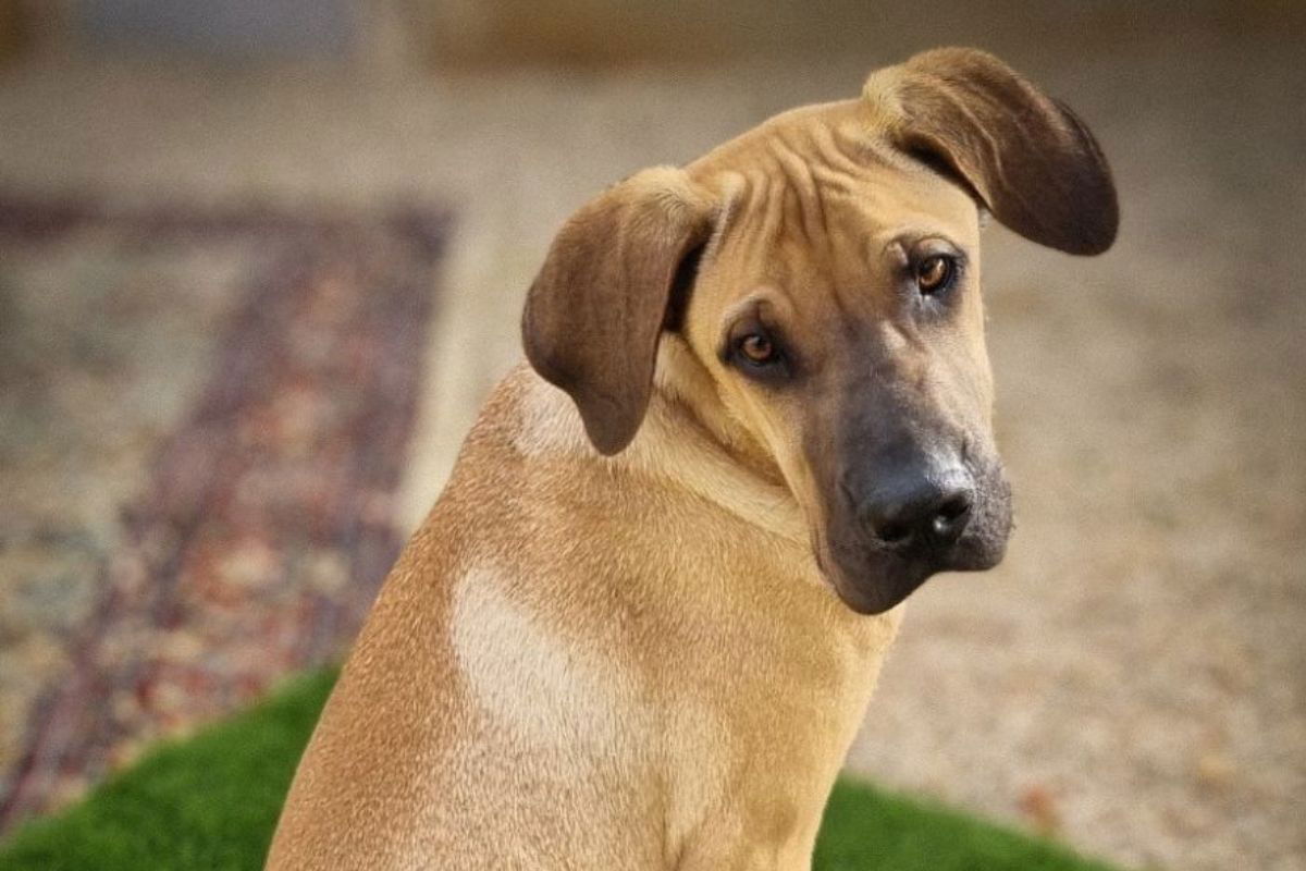 Fun and Philanthropy for Akira Sanctuary « Euro Weekly News