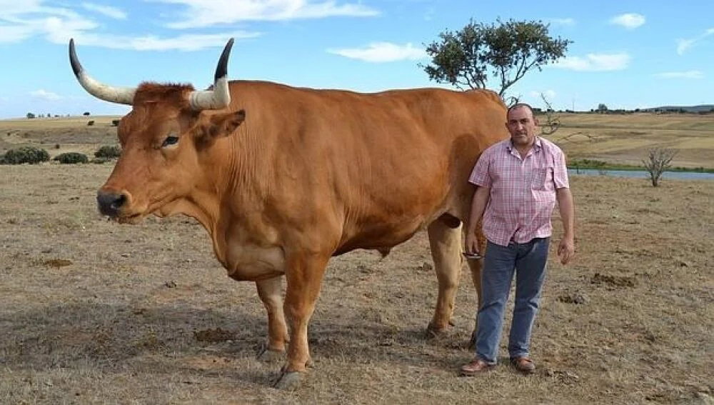 Best steak in Spain found in middle of nowhere « Euro Weekly News