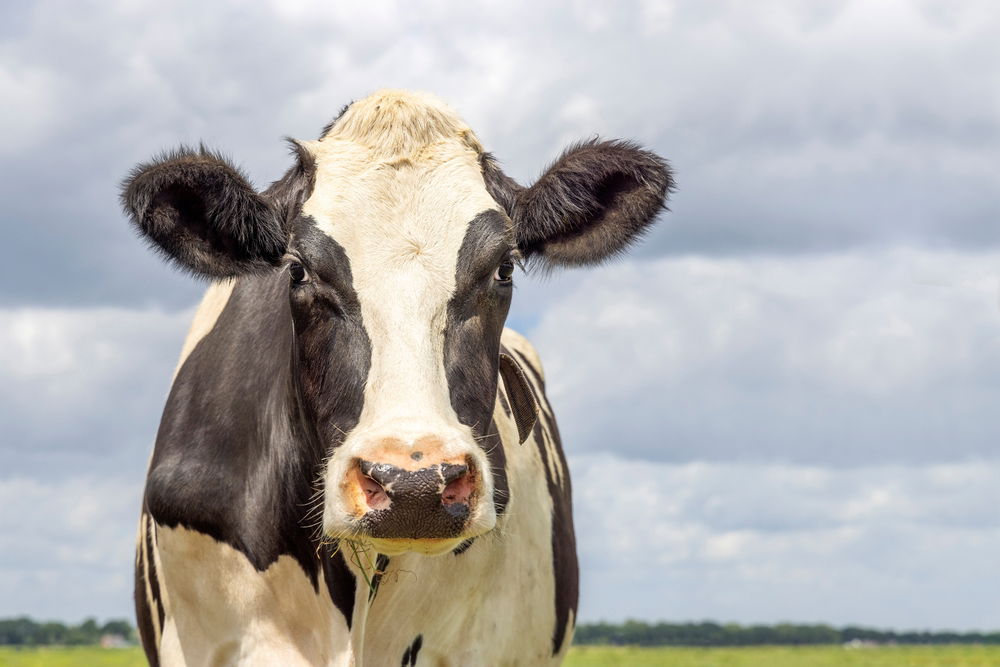 Cow crashes barbershop causing haircut mayhem « Euro Weekly News