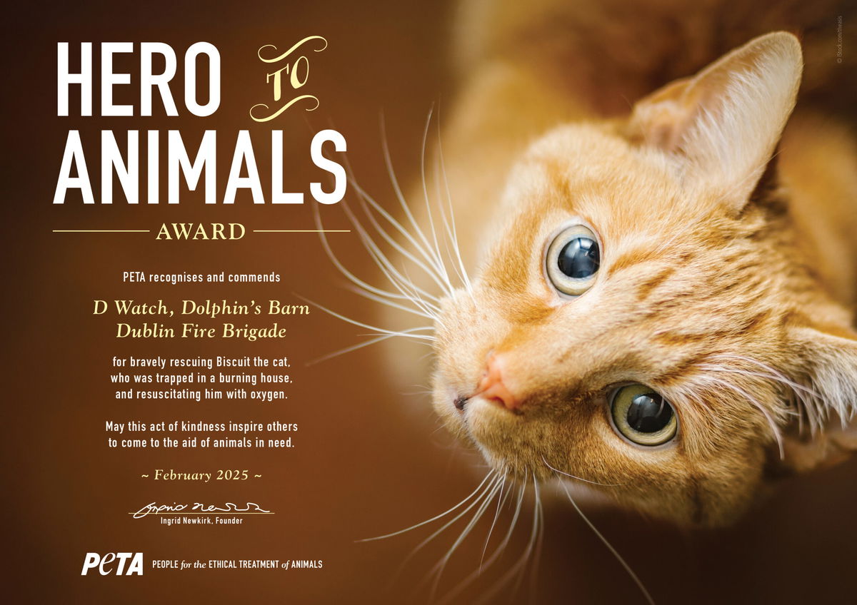 Firefighters given award for pet rescue « Euro Weekly News