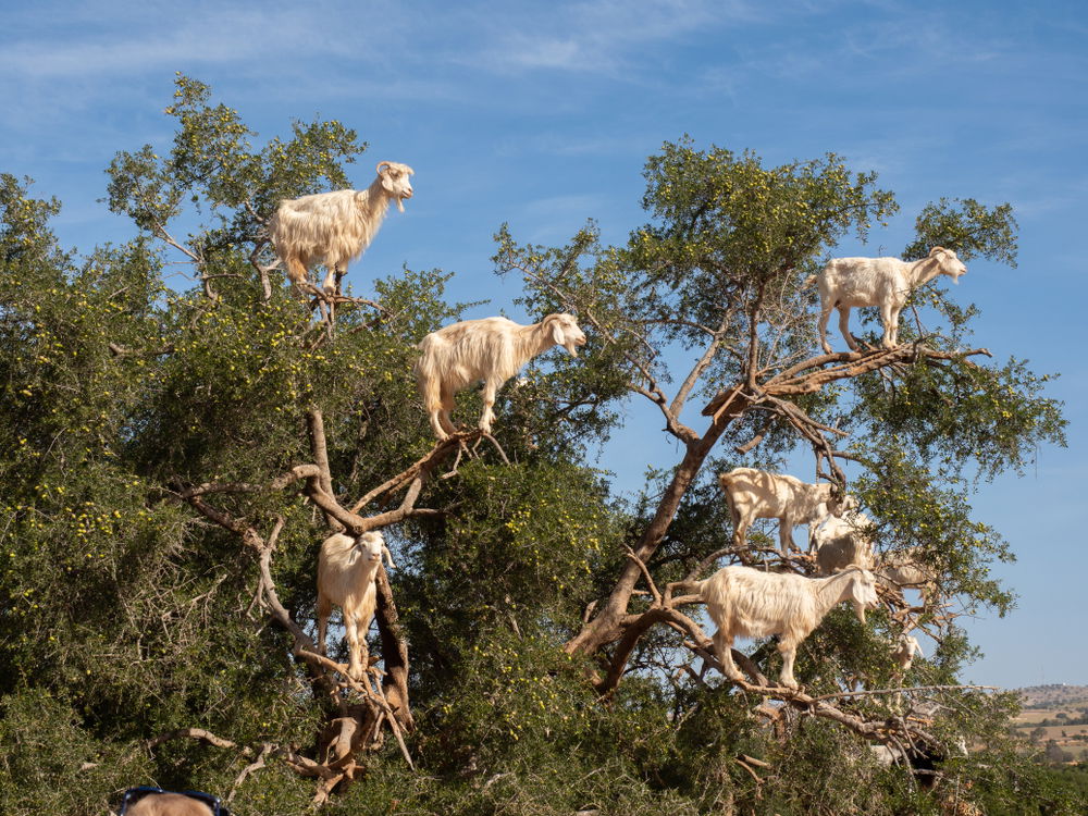 Malaga unleashes fire-fighting goats « Euro Weekly News