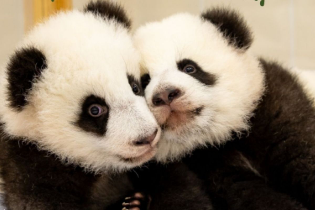 Baby pandas make their big zoo debut « Euro Weekly News