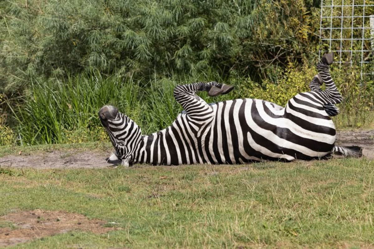 Missing Zebra still at large « Euro Weekly News