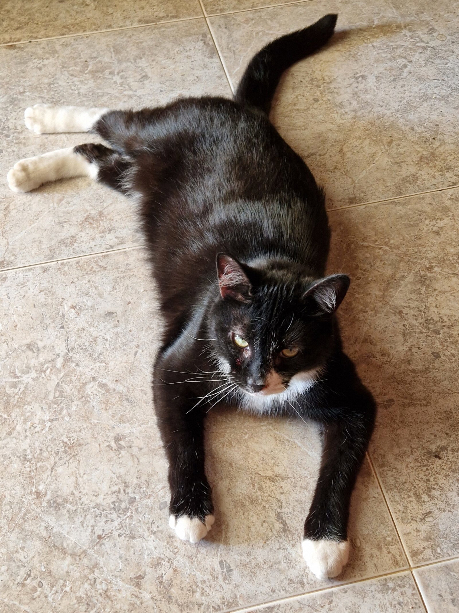 Ben prefers staying at home with a cat-sitter « Euro Weekly News
