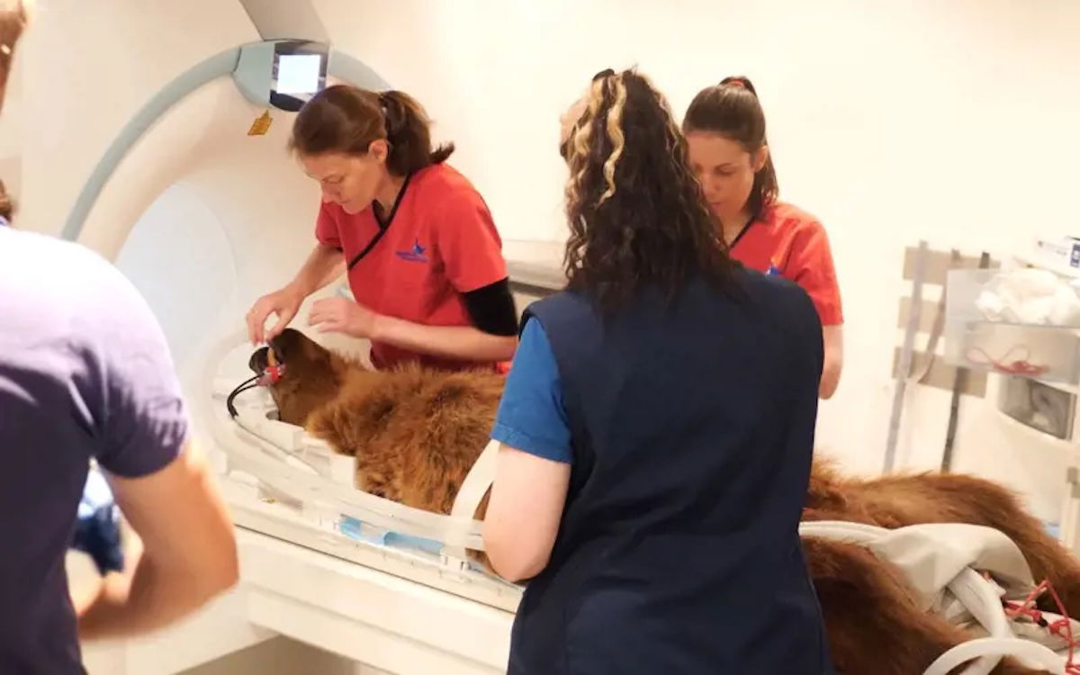 Boki the bear bounces back from brain surgery « Euro Weekly News