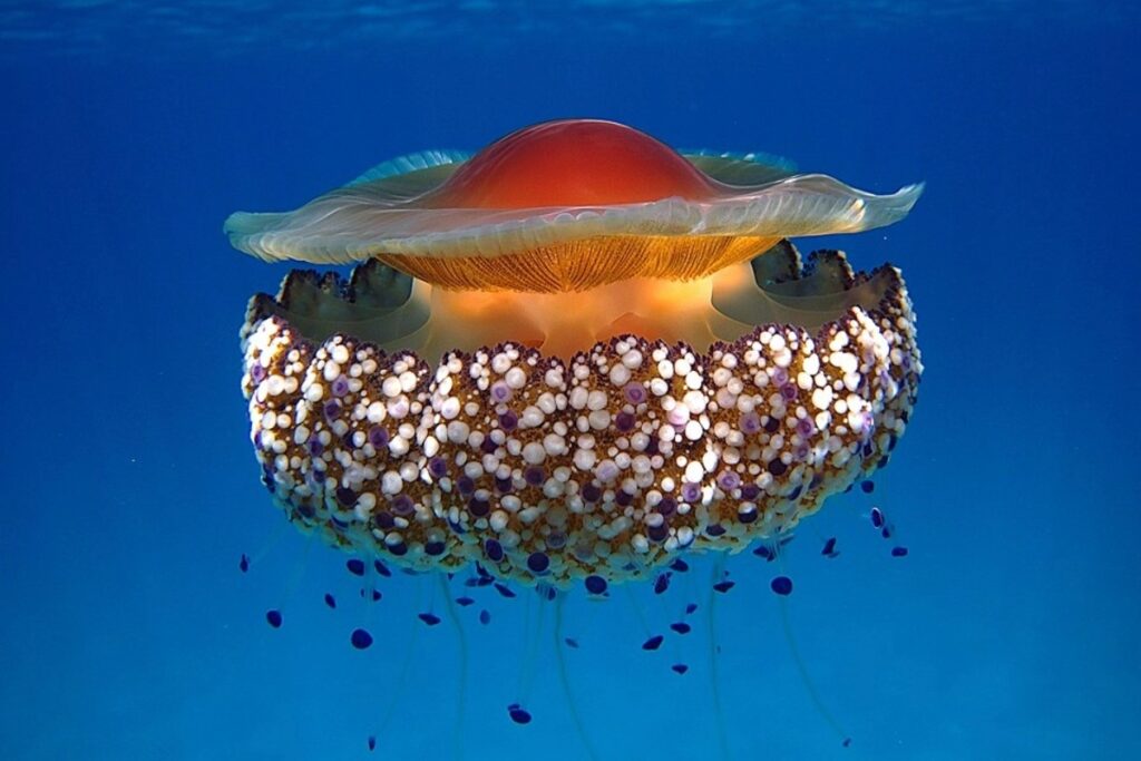 A guide to jellyfish in Spain « Euro Weekly News
