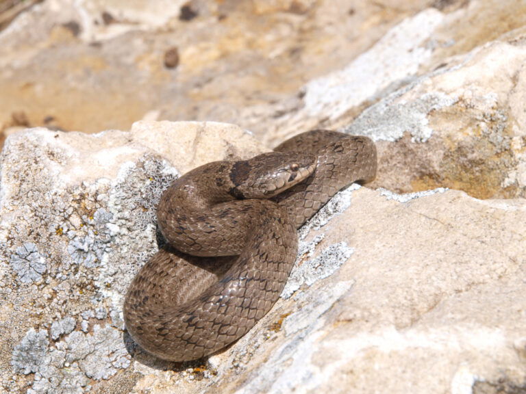 Spain’s Top 5 Deadliest Snakes April « Euro Weekly News