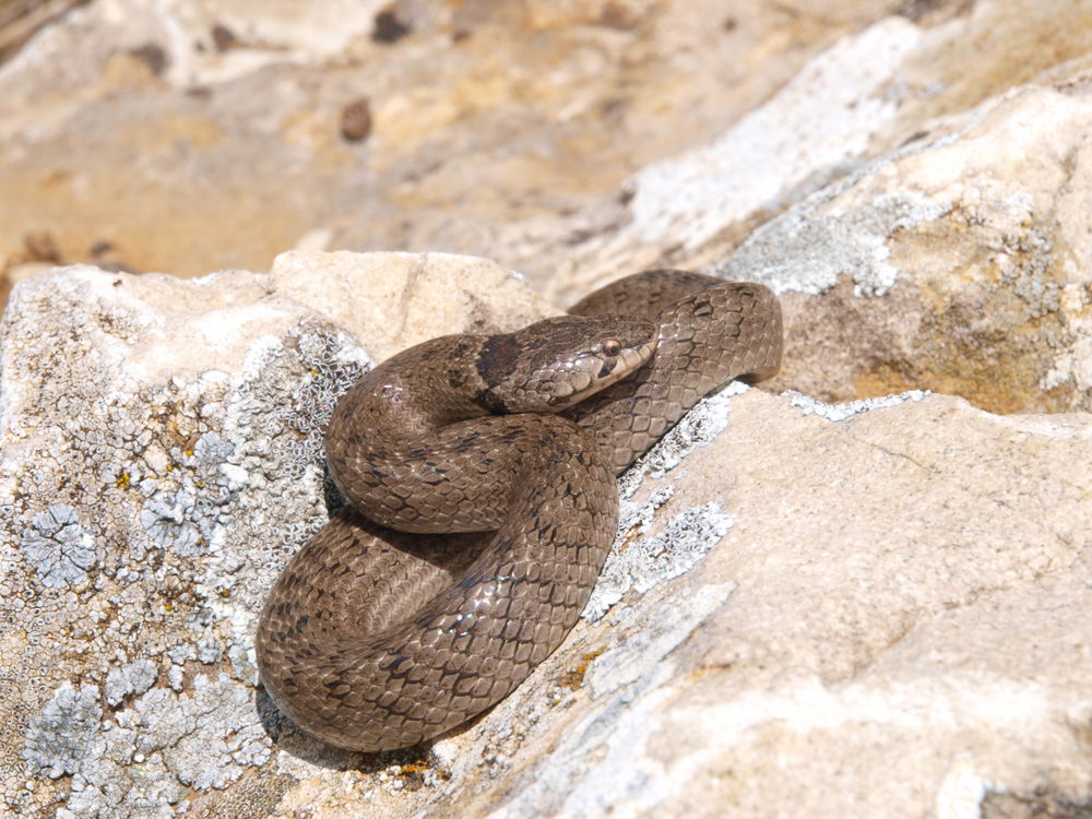 Spain’s Top 5 Deadliest Snakes April « Euro Weekly News