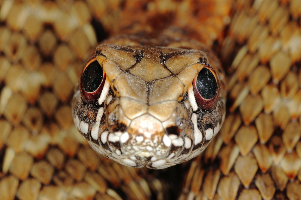 Spain’s Top 5 Deadliest Snakes April « Euro Weekly News