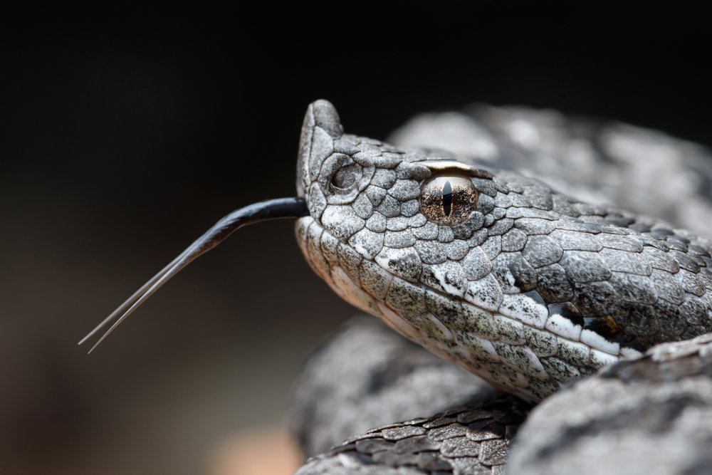 Spain’s Top 5 Deadliest Snakes April « Euro Weekly News