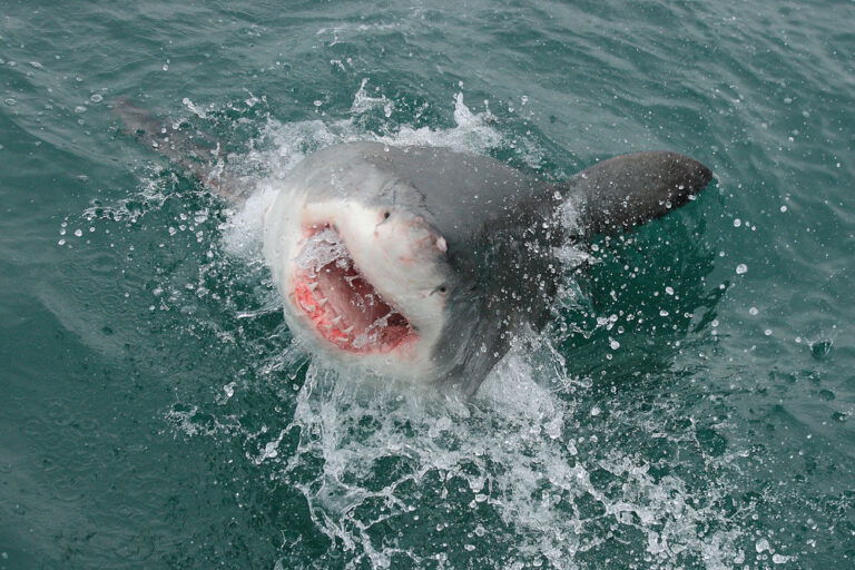 Spain’s Top 3 Most Dangerous Sharks 2025 « Euro Weekly News