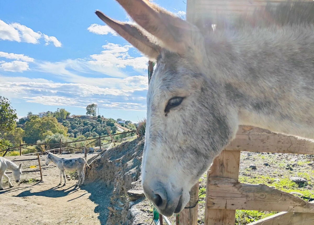 Mijas town hall backs park for local donkeys « Euro Weekly News