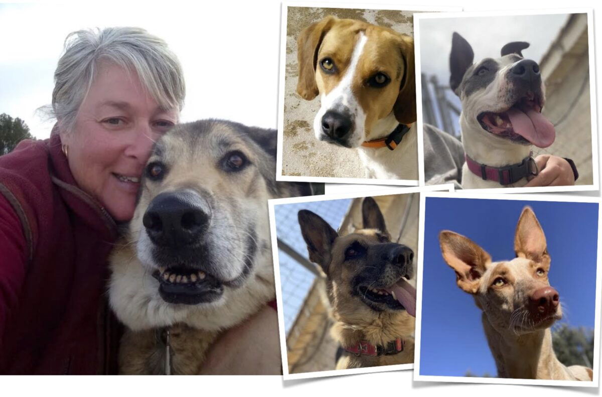 Save Maz’s Canine Rescue and Sanctuary « Euro Weekly News