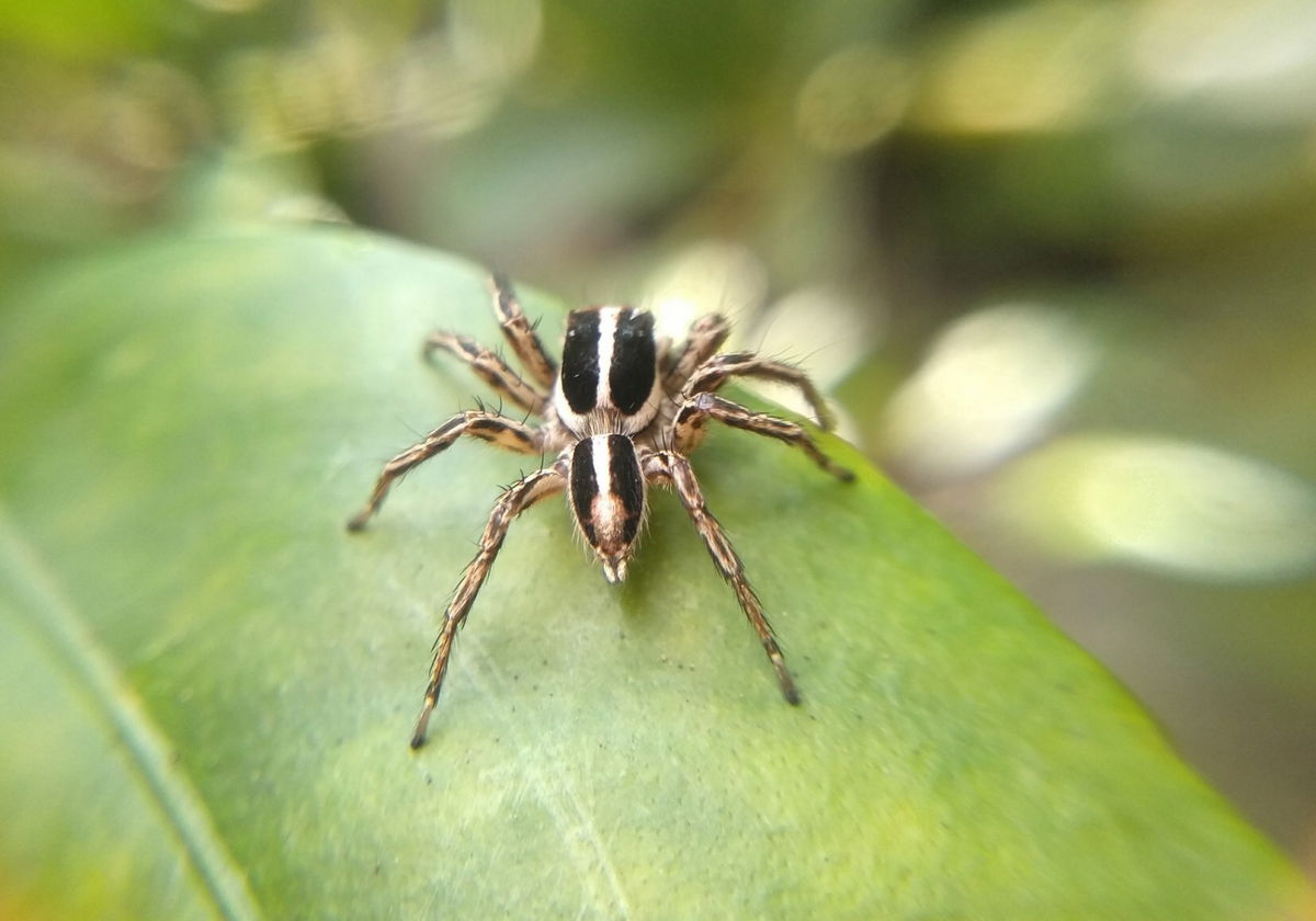 Spain’s Spiders: Have you seen this one? « Euro Weekly News