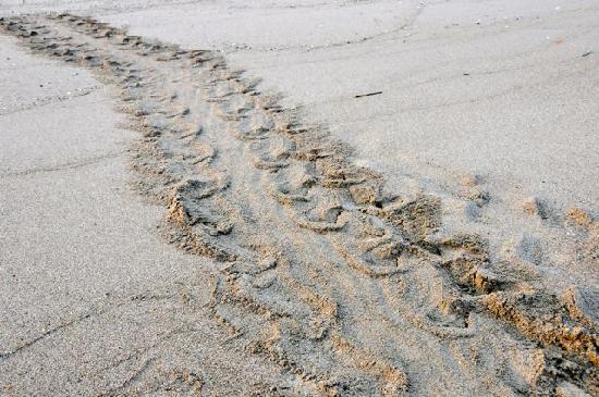 Loggerhead turtle nests on Mojácar beach « Euro Weekly News