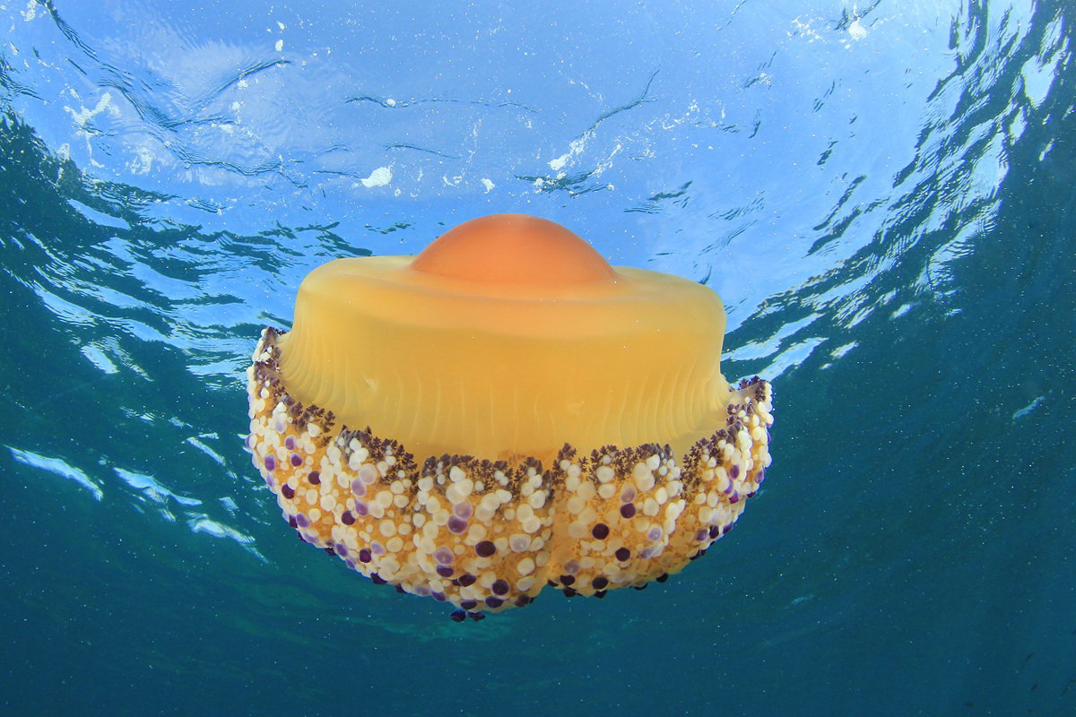 Jellyfish surge in Spain: blue dragon alerts « Euro Weekly News