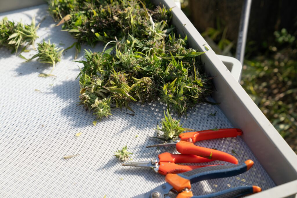 Crackdown on covert cannabis crop in Rojales « Euro Weekly News
