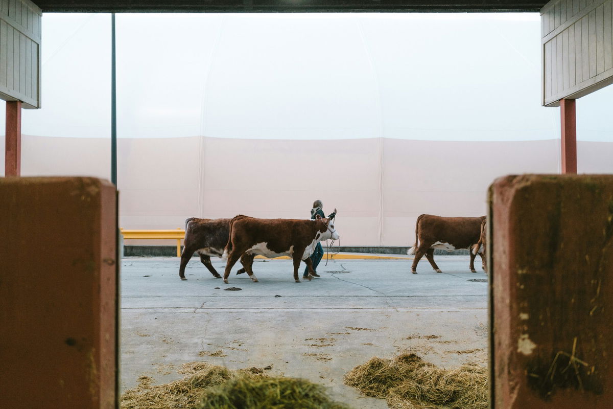 Another Successful Edition of Dolores’ Livestock Fair « Euro Weekly News