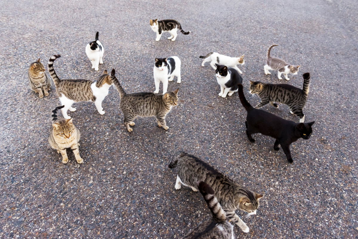 Animal rights party backs feral cat plan « Euro Weekly News
