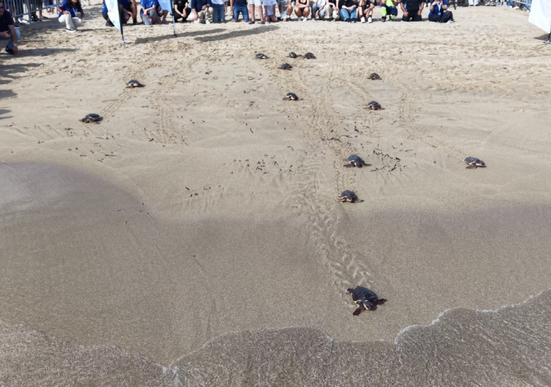 Loggerhead turtles released into Mediterranean « Euro Weekly News