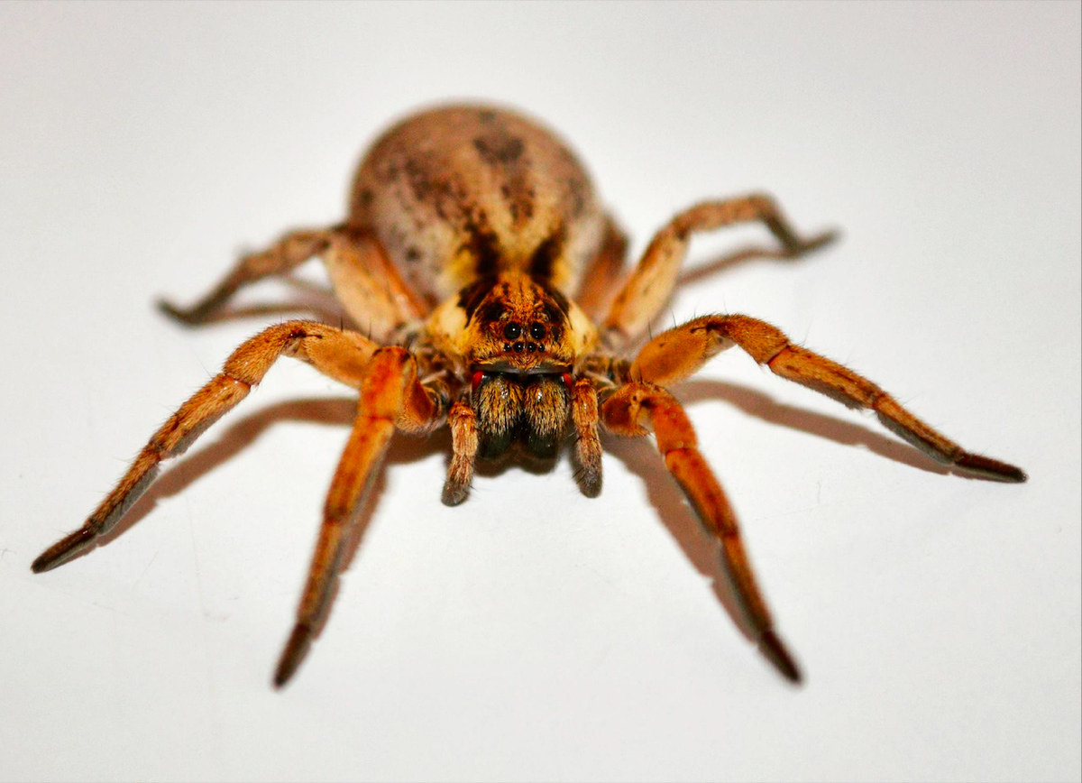 Expats in shock as huge spiders invade homes across Spain « Euro Weekly ...