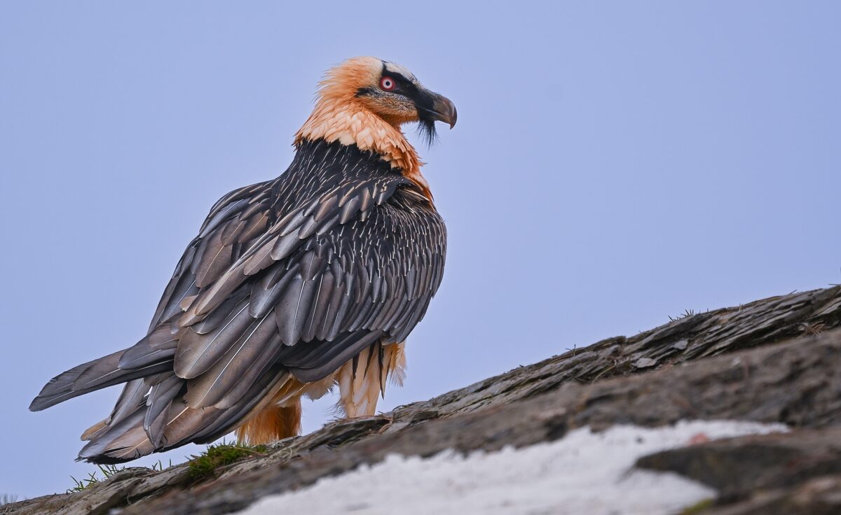 Indiana Jones reborn as bearded vulture « Euro Weekly News