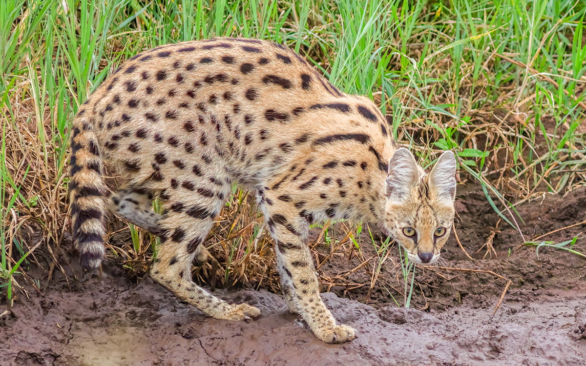 Social media myth bust: rescued serval shows why exotic pets aren’t for home « Euro Weekly News