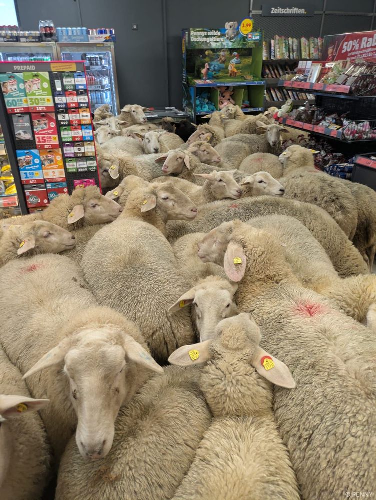 Cleanup on aisle… everywhere: Sheep storm German supermarket on look ...
