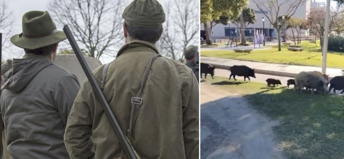Public boar hunt in Alhaurin de la Torre « Euro Weekly News